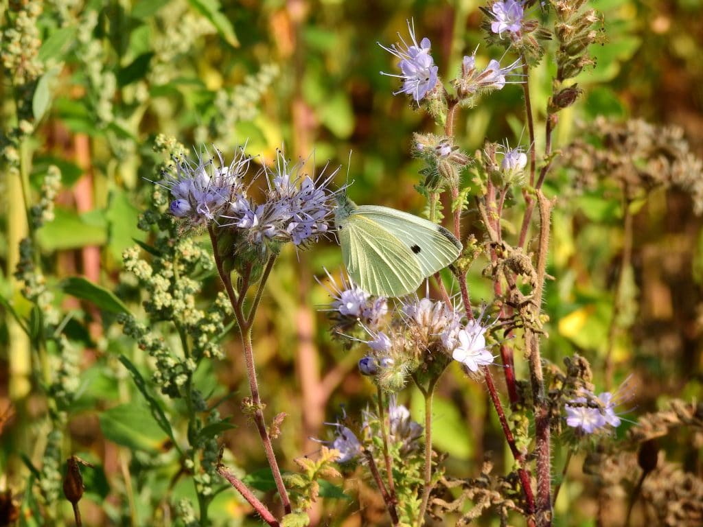 Beetle Banks im ZDF - Familienbetriebe Land und Forst Brandenburg